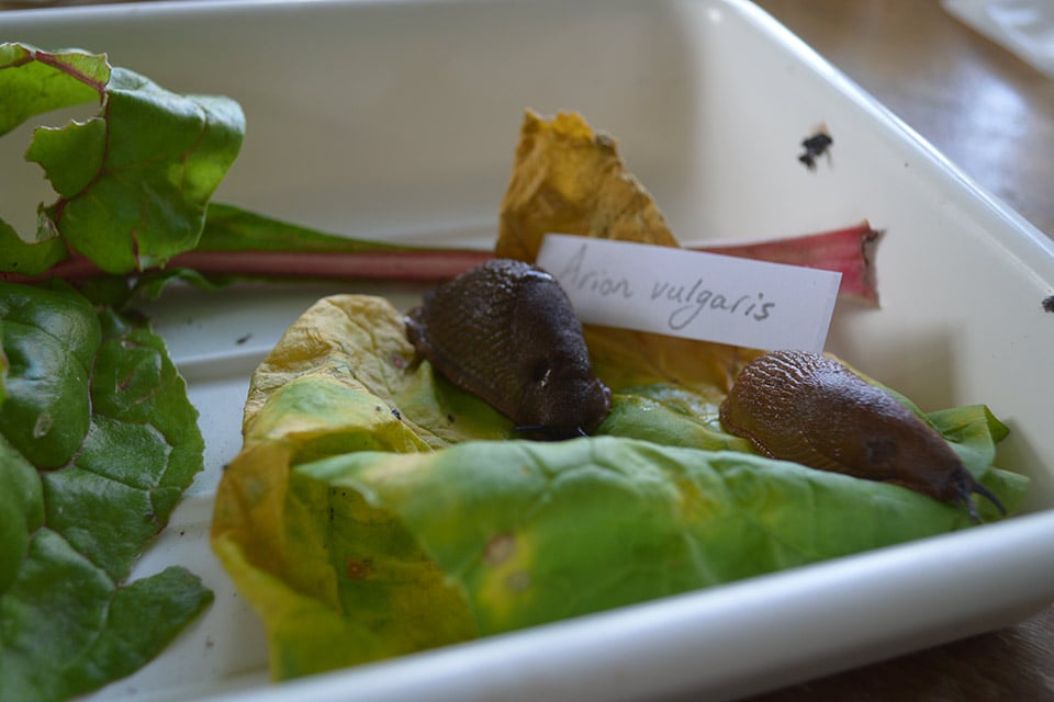 Identify a slug - body parts / RHS Campaign for School Gardening Identify a slug - body parts / RHS Campaign for School Gardening