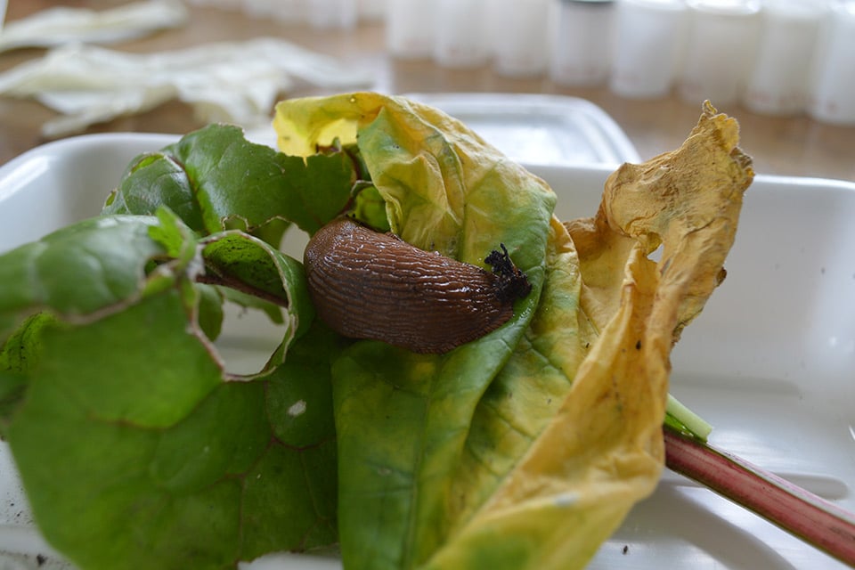 Identify a slug - body parts / RHS Campaign for School Gardening Identify a slug - body parts / RHS Campaign for School Gardening
