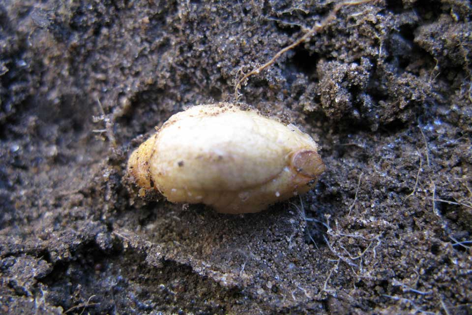 Identify a slug - body parts / RHS Campaign for School Gardening Identify a slug - body parts / RHS Campaign for School Gardening