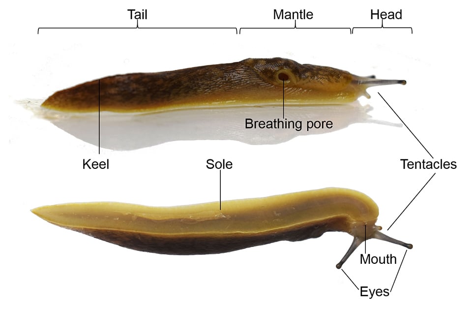 Identify a slug - body parts / RHS Campaign for School Gardening Identify a slug - body parts / RHS Campaign for School Gardening